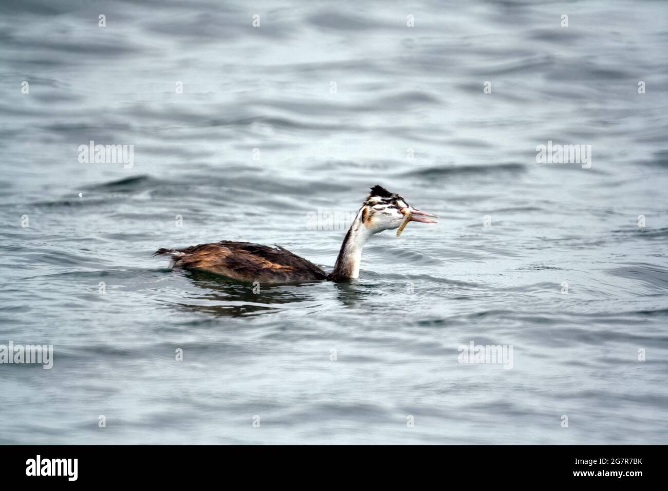 Selective focus shot of a grebe bird swallowing a fish after hunting it ...