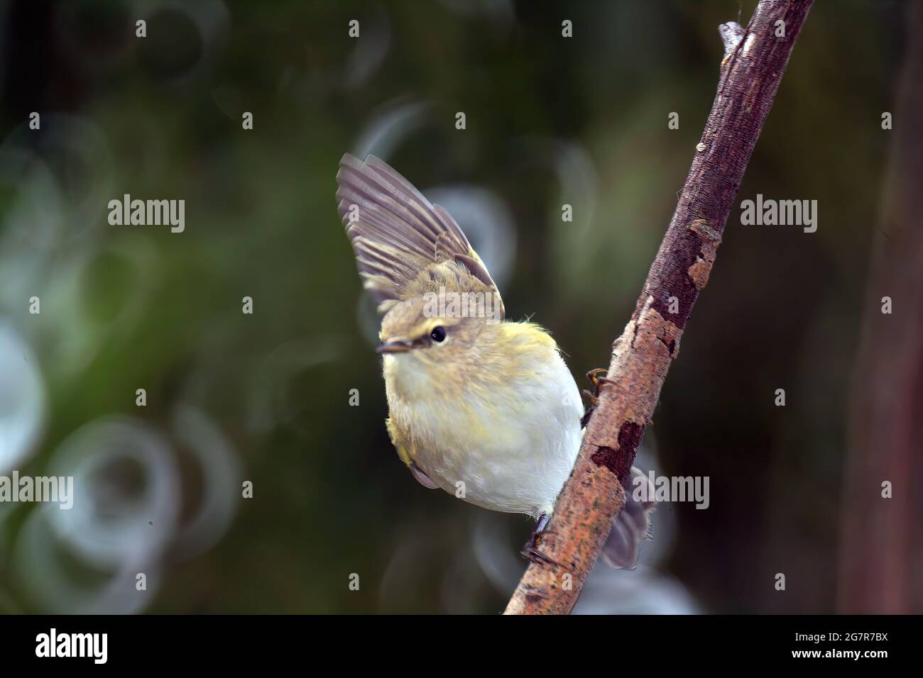 Cute yellow bird flapping its wings on a thin branch in the woods with ...