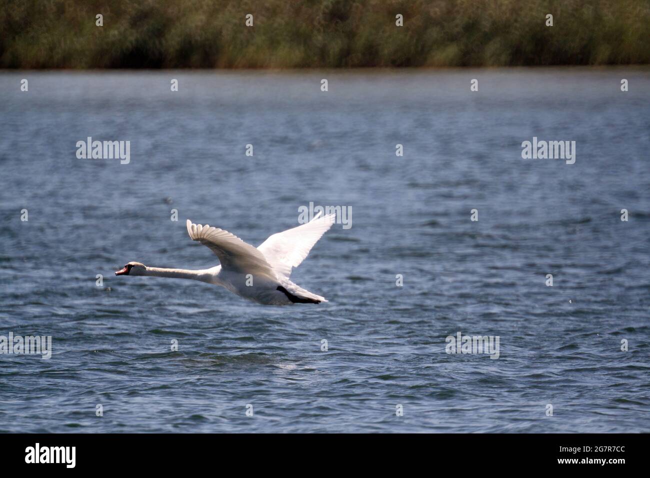 White swan flying alone over a calm blue lake on a sunny day with ...