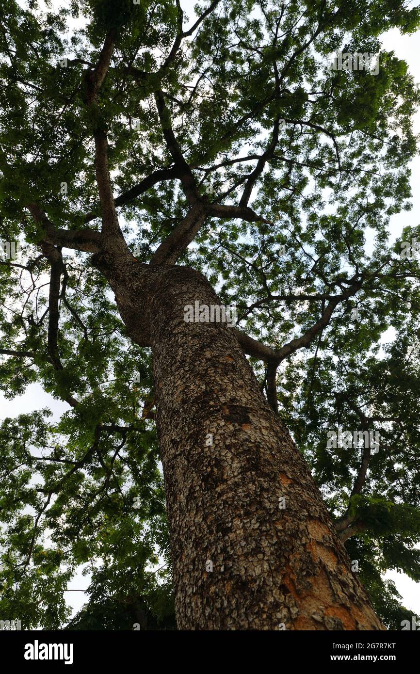 Bottom to top view of the big tree in rain forest Stock Photo - Alamy