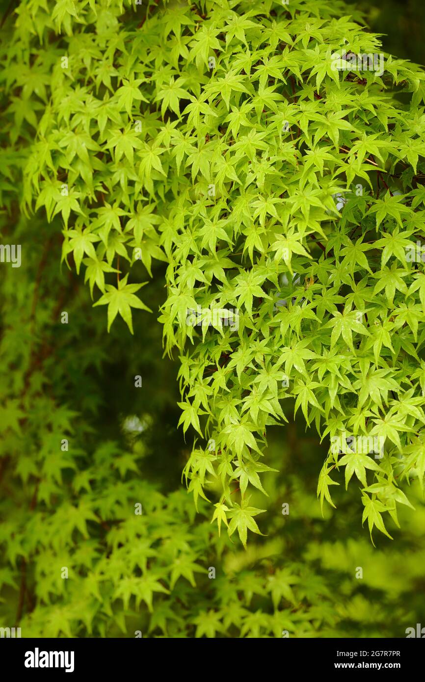 beautiful green maple in garden, Green japanese maple in summer ...