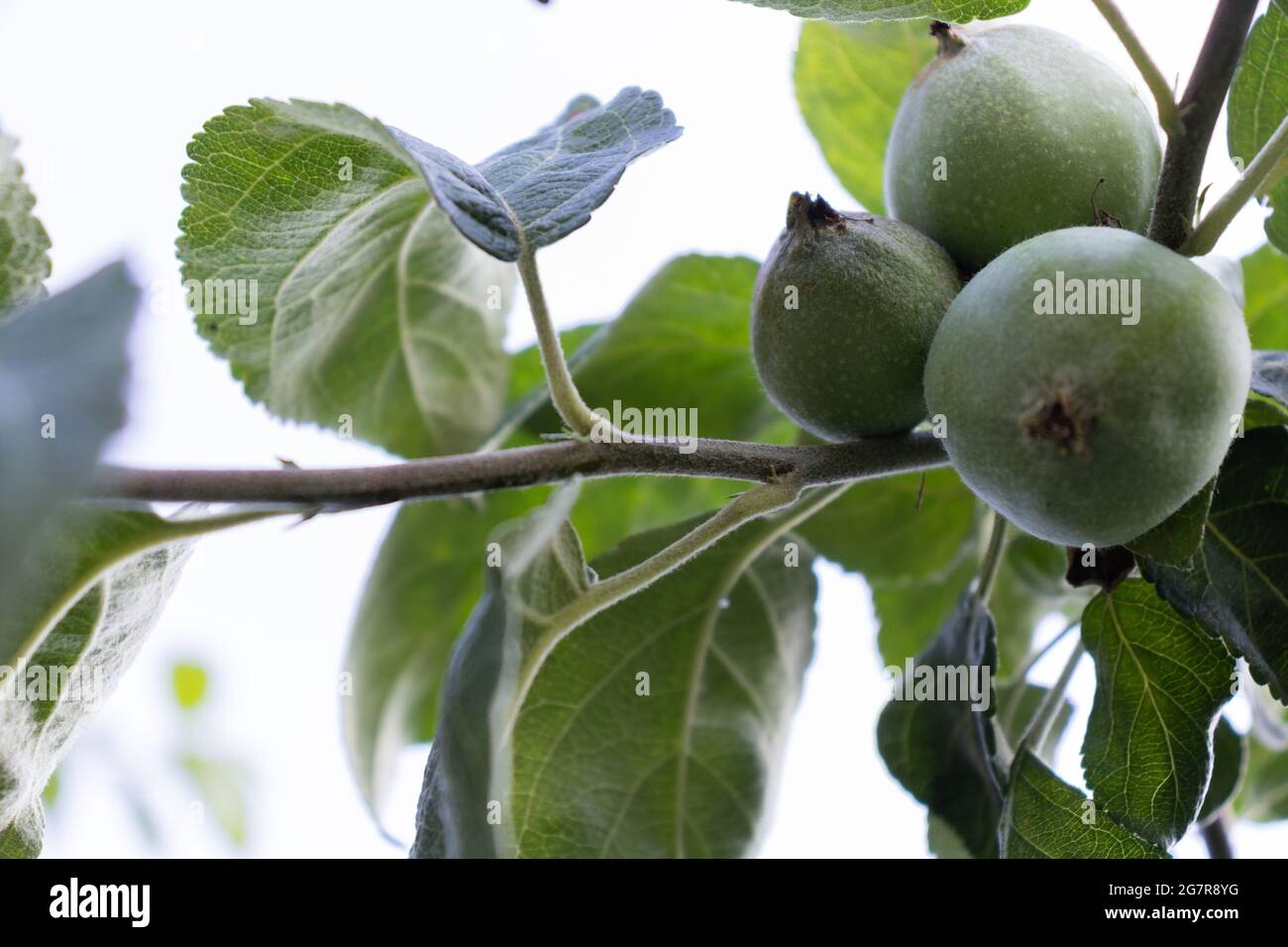 Young apple tree fruit hi-res stock photography and images - Alamy