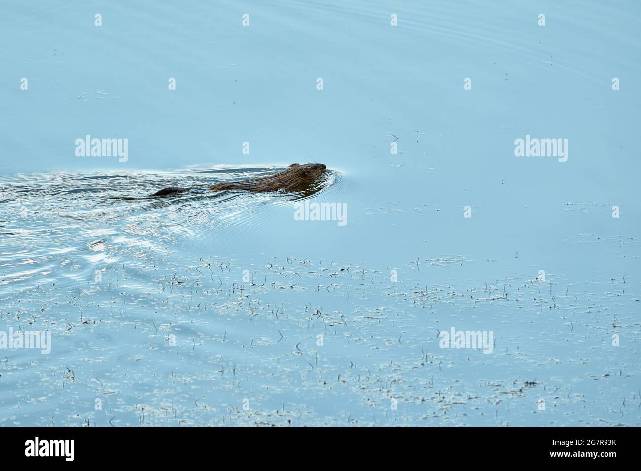 beaver floating on the river Stock Photo - Alamy