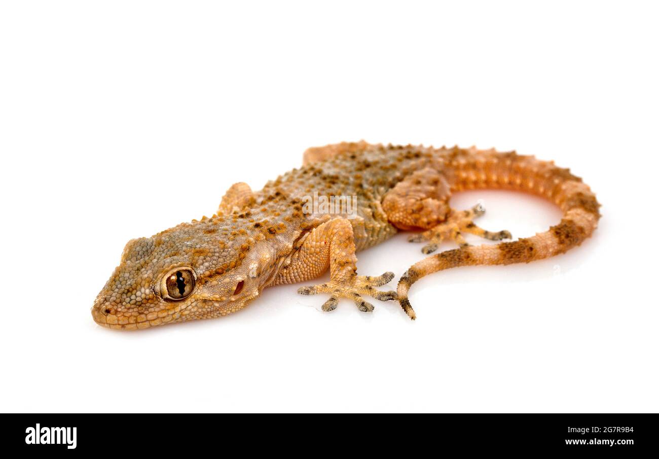 young Gecko in front of white background Stock Photo - Alamy