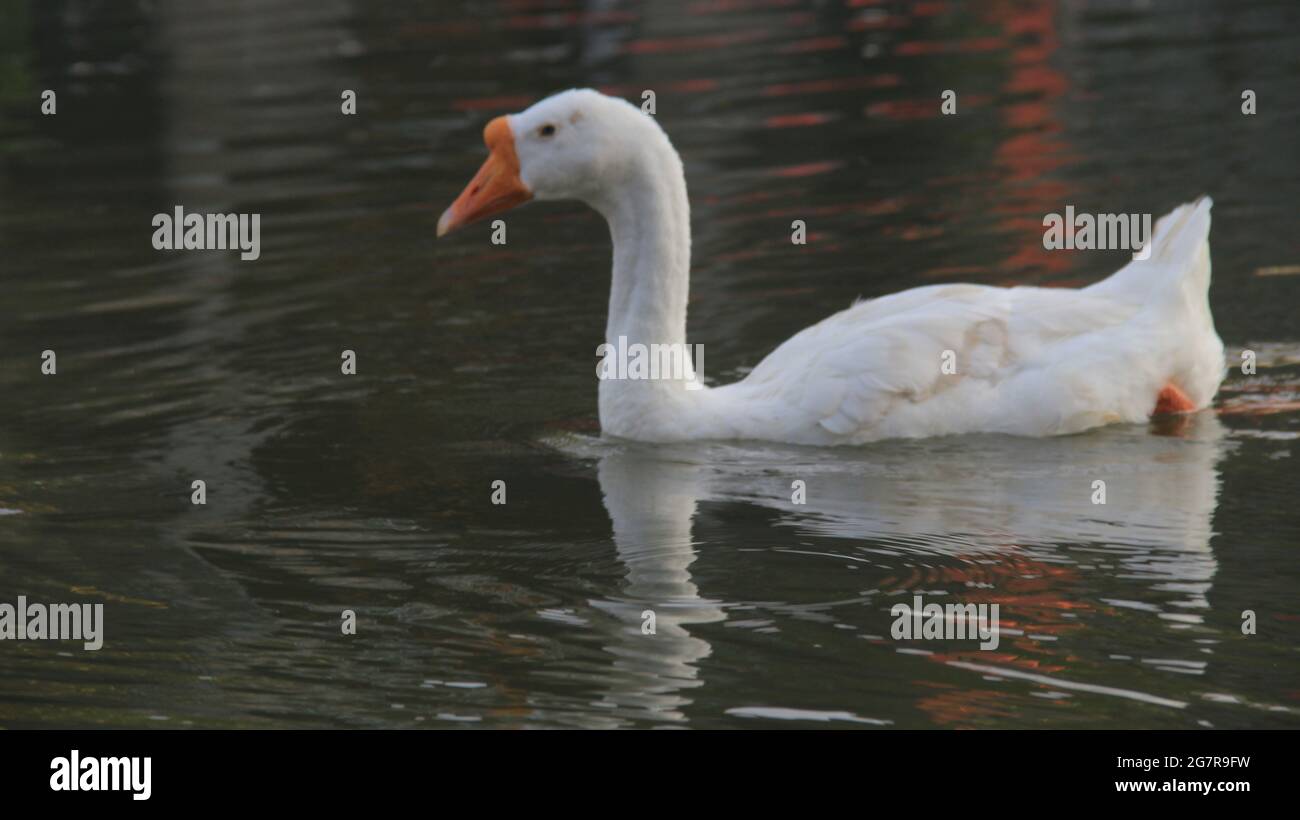 White ducks in the lake. great for nature background Stock Photo - Alamy