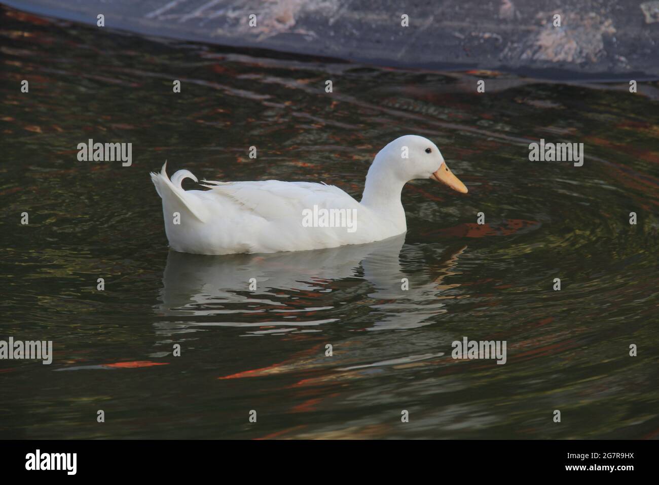 White ducks in the lake. great for nature background Stock Photo - Alamy