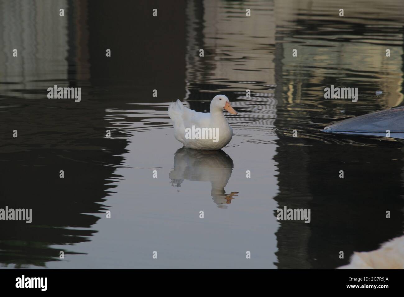 White ducks in the lake. great for nature background Stock Photo - Alamy