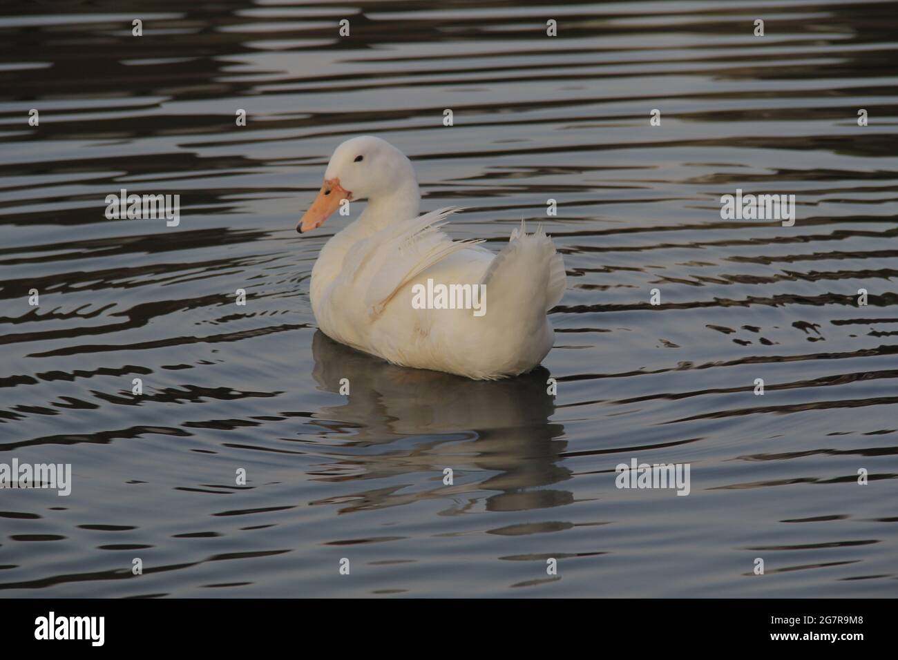 White ducks in the lake. great for nature background Stock Photo - Alamy