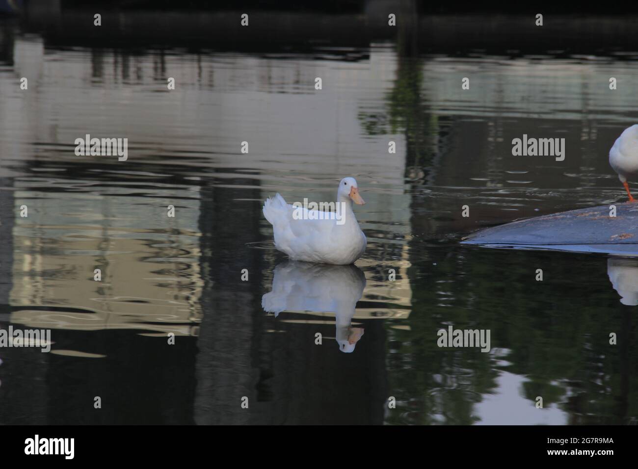 White ducks in the lake. great for nature background Stock Photo - Alamy