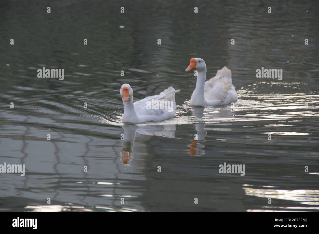 White ducks in the lake. great for nature background Stock Photo - Alamy