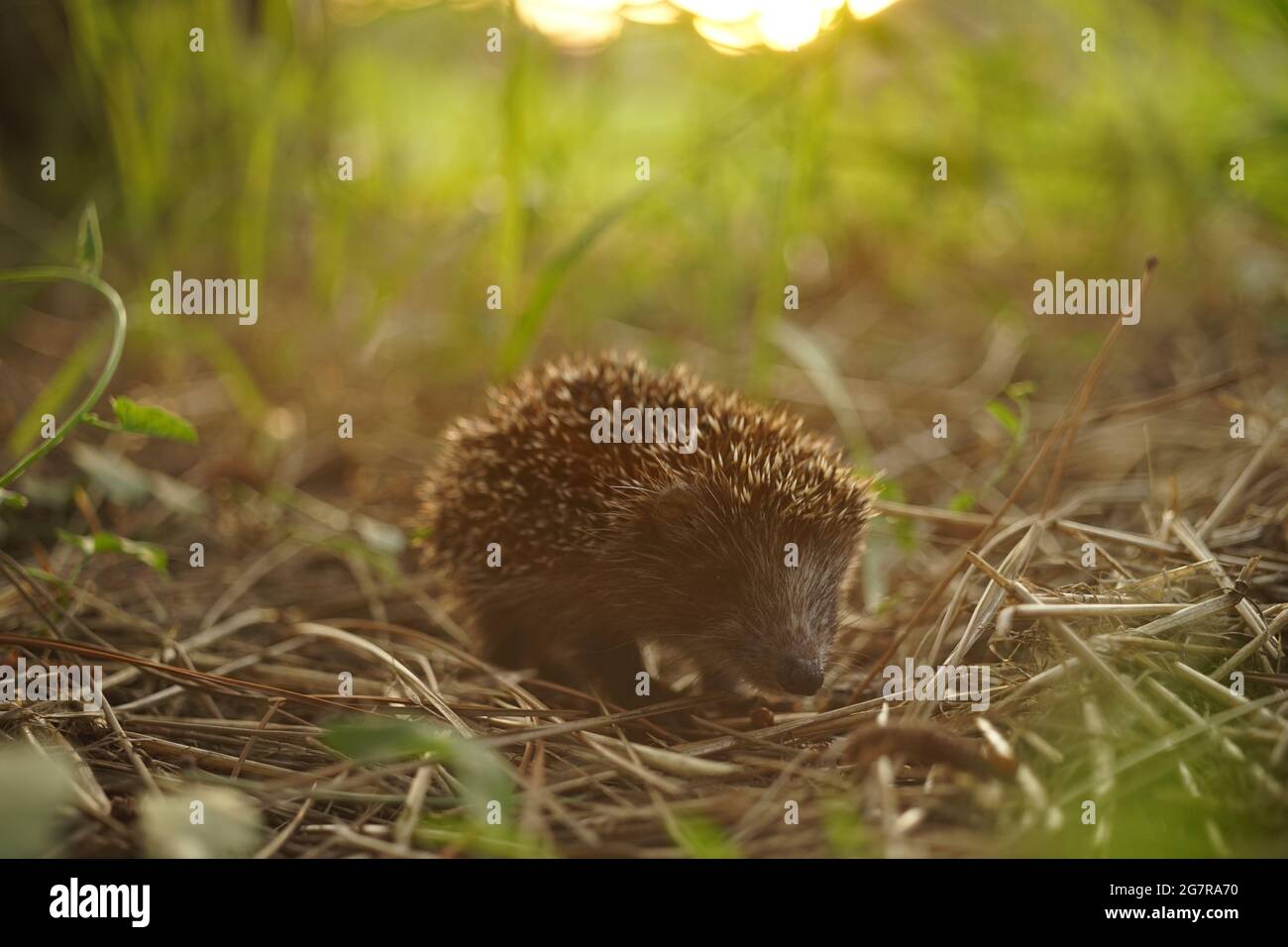 Hedgehog in natural woodland habitat hi-res stock photography and ...