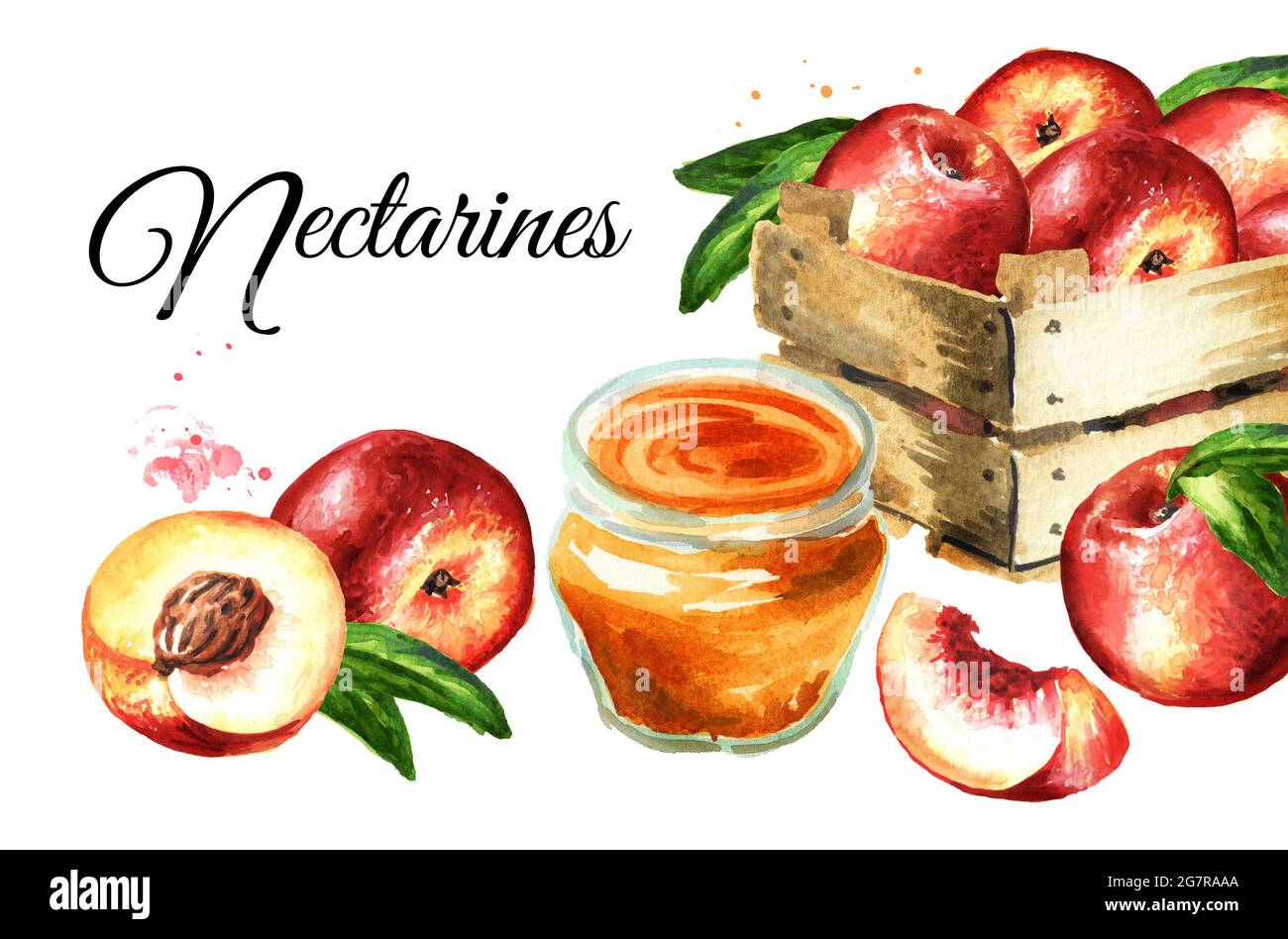Ripe fresh Nectarine peaches card. Hand drawn watercolor illustration ...