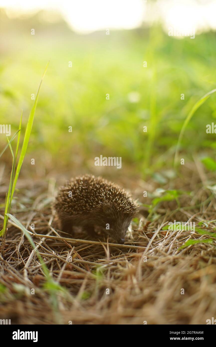 Hedgehog walk hi-res stock photography and images - Alamy