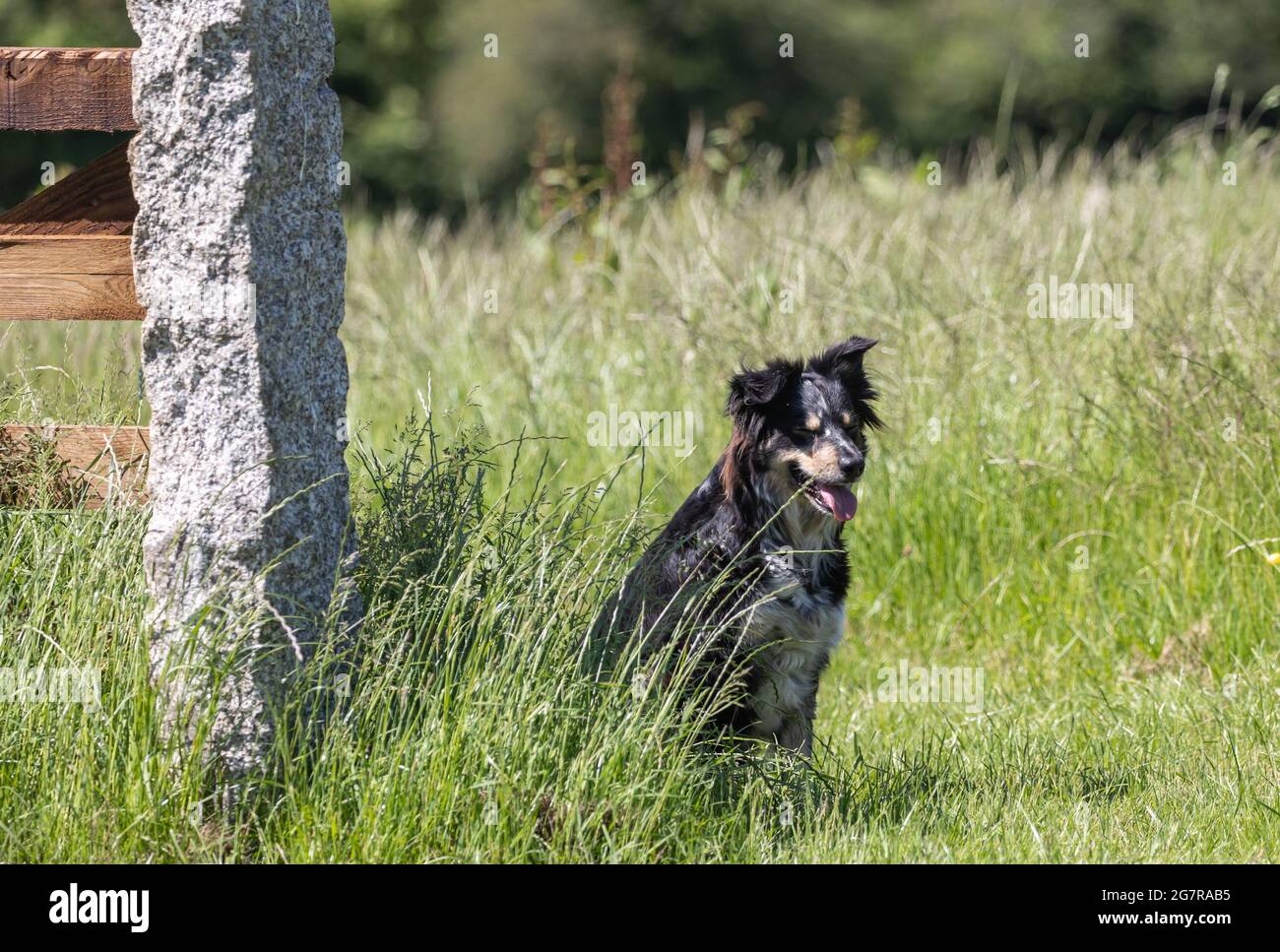 Cute Border Collie dog sitting in green pasture opening mouth on a ...