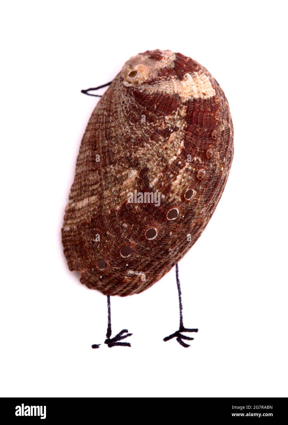 funny little birds made of a sea shell, with sketchily drawn legs ...