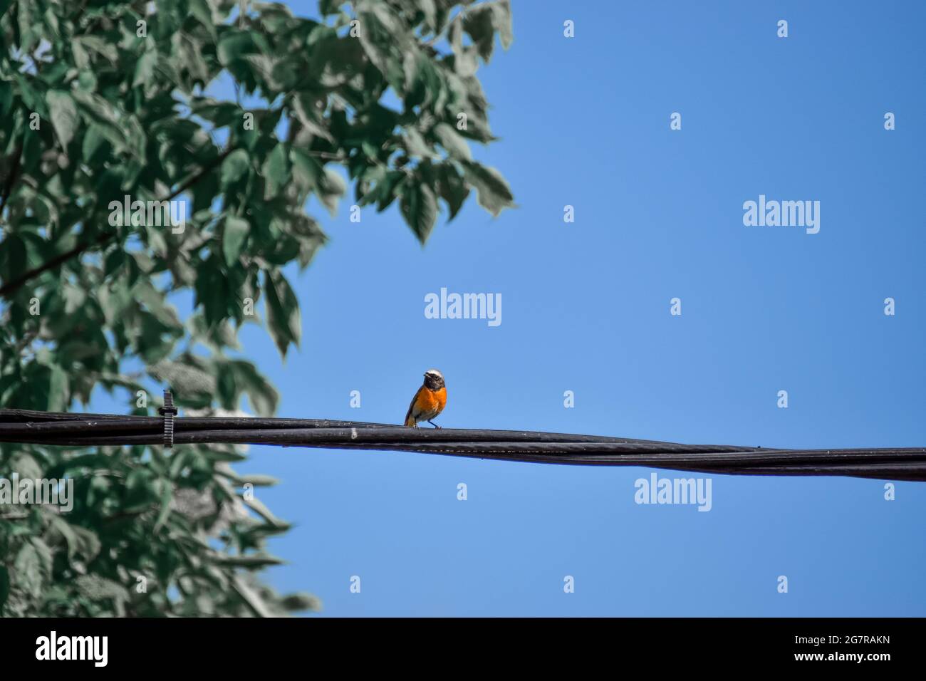 Animal electricity hi-res stock photography and images - Alamy