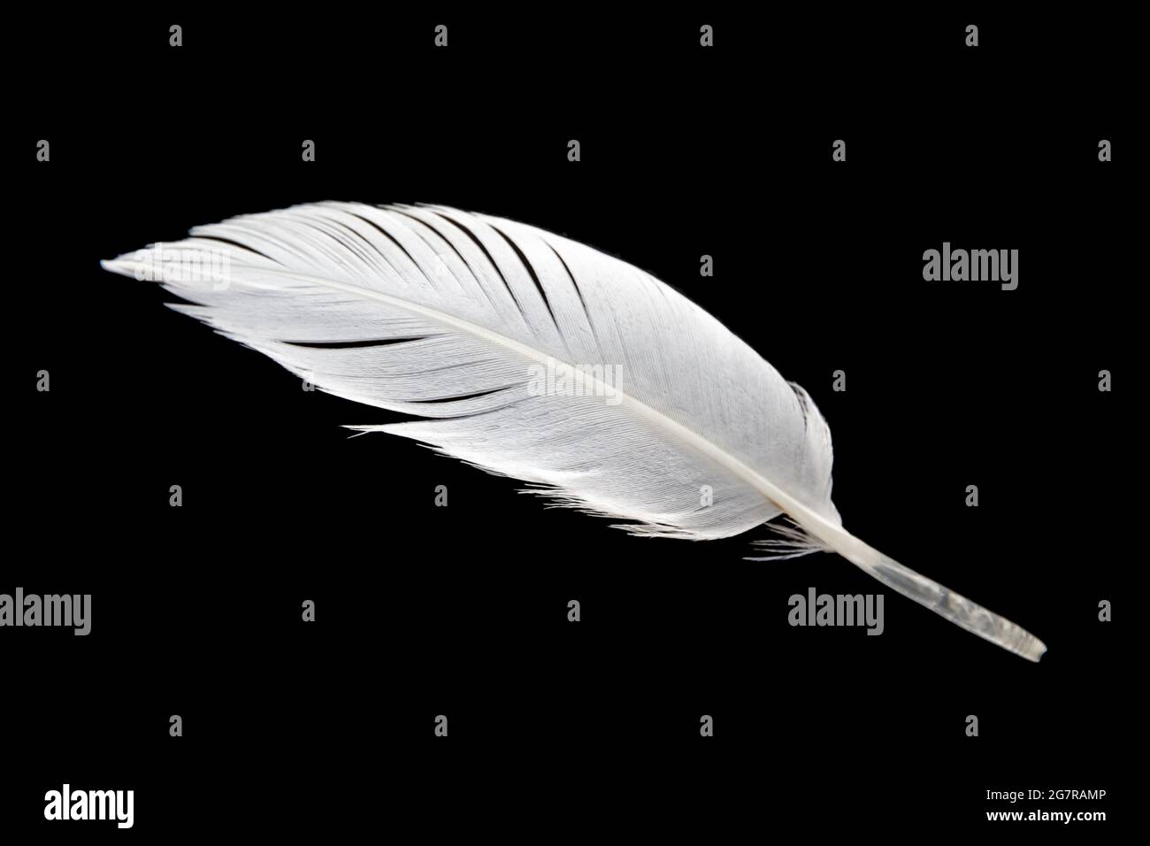 White bird wing feather isolated on black background Stock Photo - Alamy