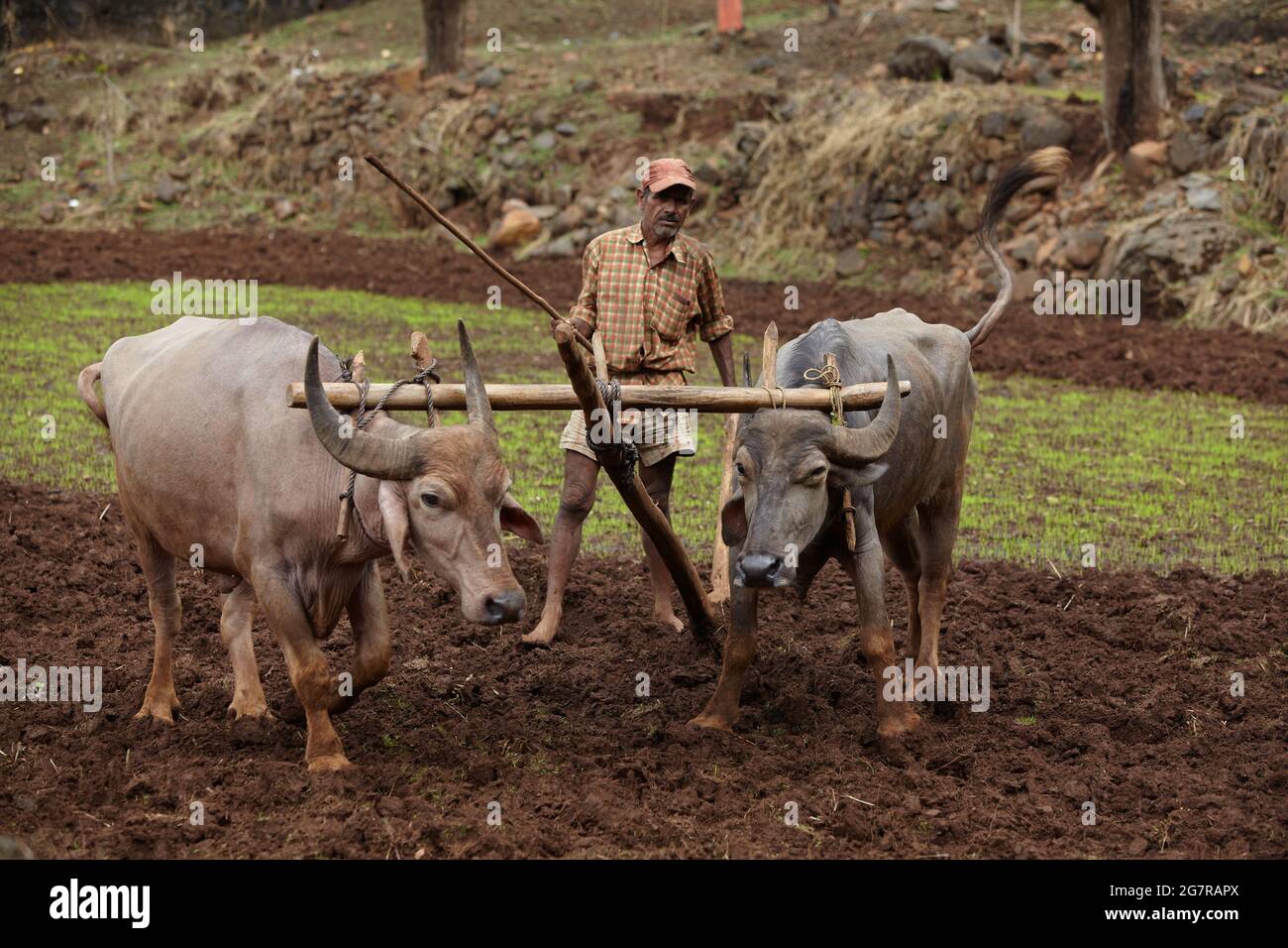 Farmer bullocks ploughing fields, Maharashtra, India, Asia Stock Photo ...