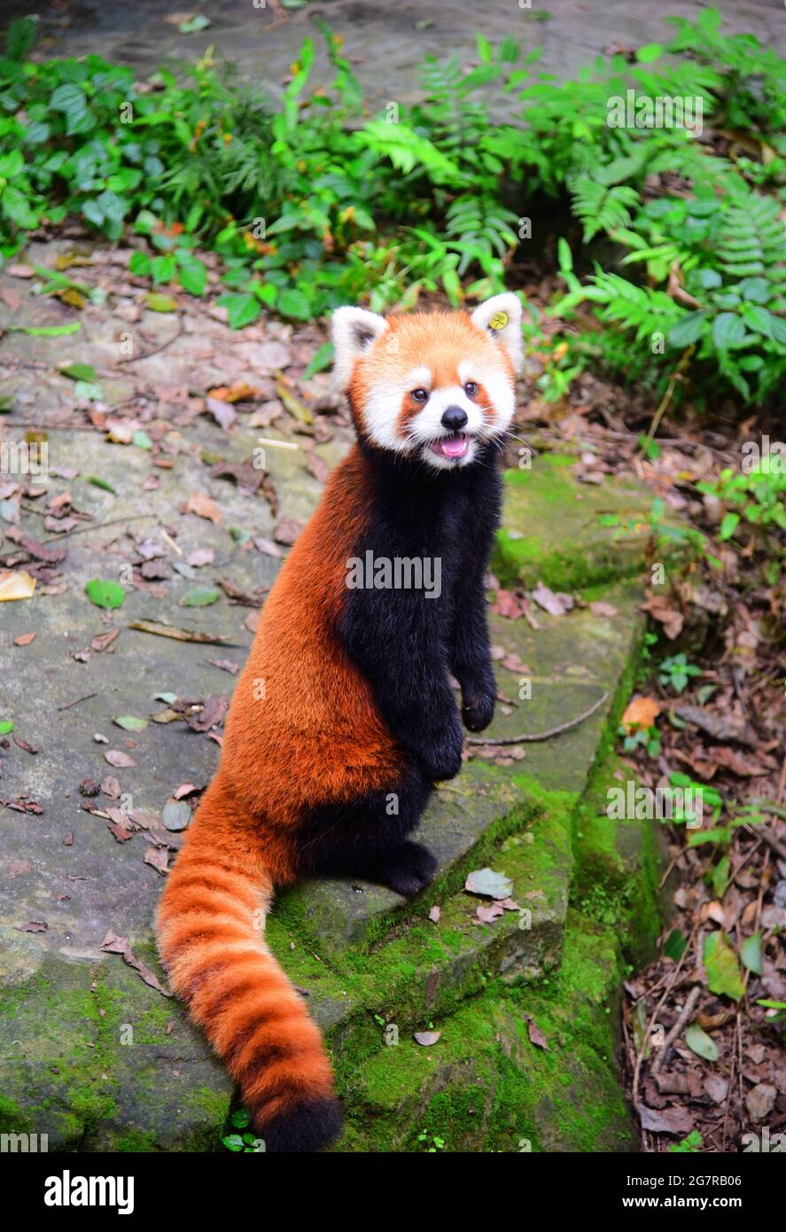 Hangzhou zoo hi-res stock photography and images - Alamy