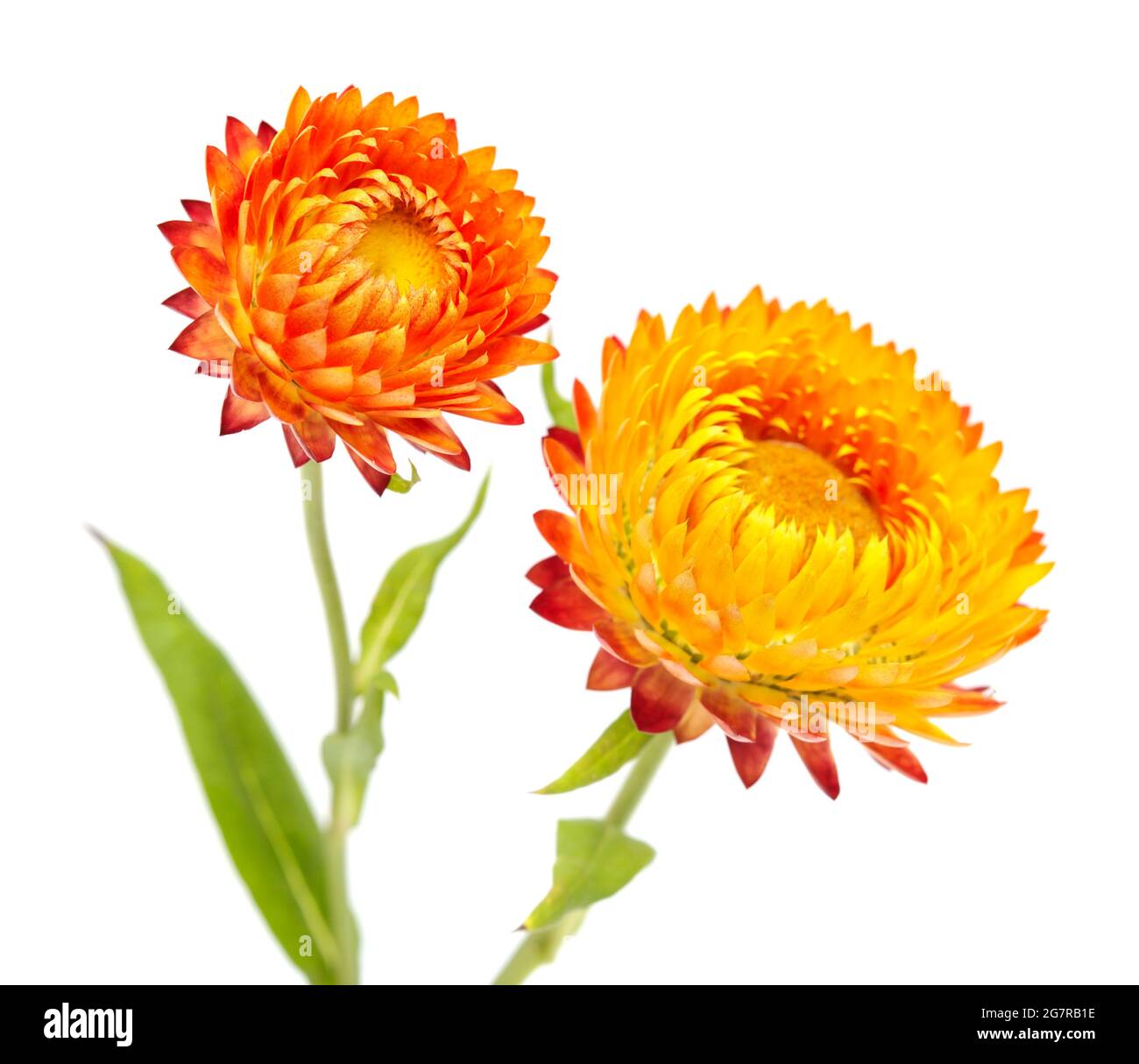 Flower strawflower bracteantha bracteata hi-res stock photography and ...