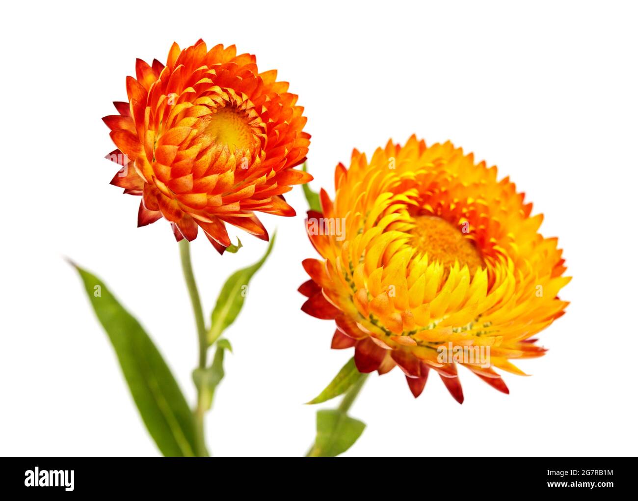 Flowers of Xerochrysum bracteatum, golden everlasting or strawflower ...