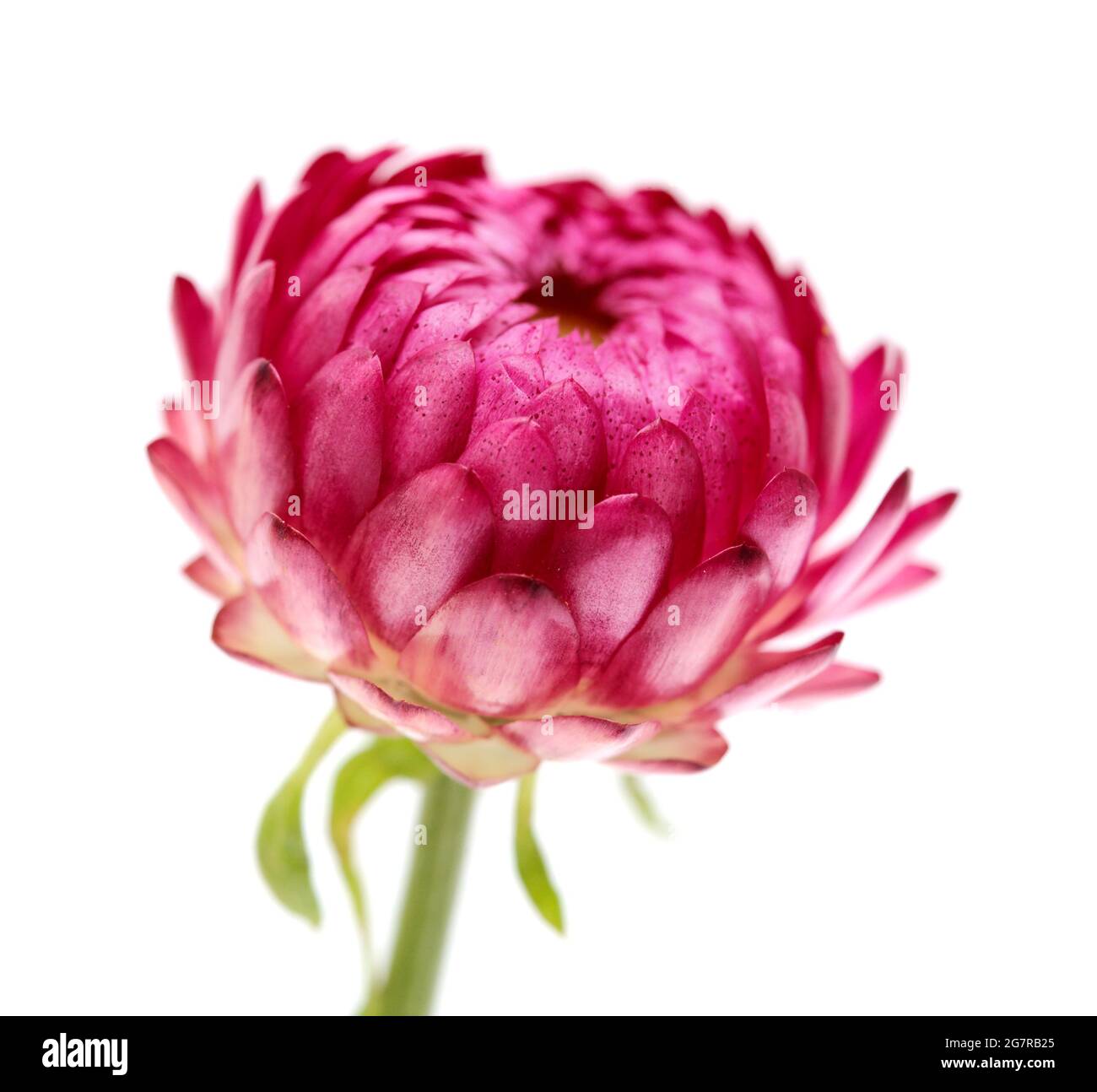 Flower strawflower bracteantha bracteata hi-res stock photography and ...