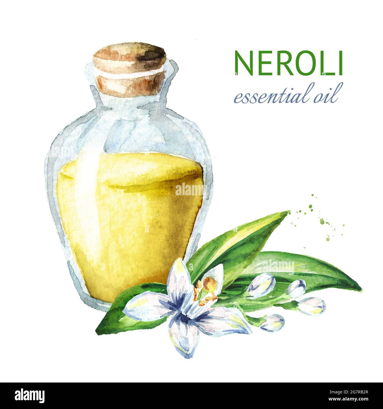 Neroli flowers and glass of esential oil. Watercolor hand drawn ...