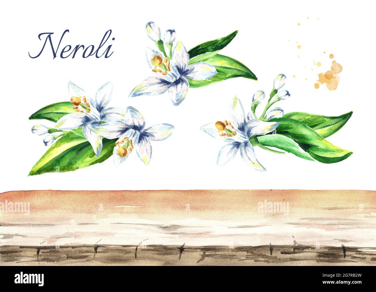 Neroli background elements. Watercolor hand drawn illustration ...