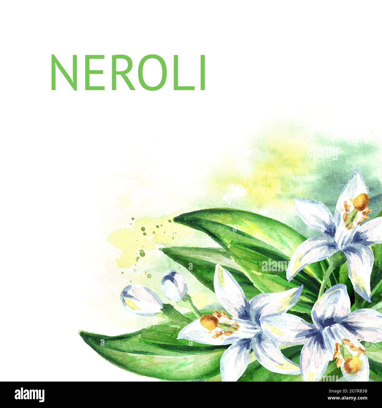 Neroli background. Watercolor hand drawn illustration Stock Photo - Alamy