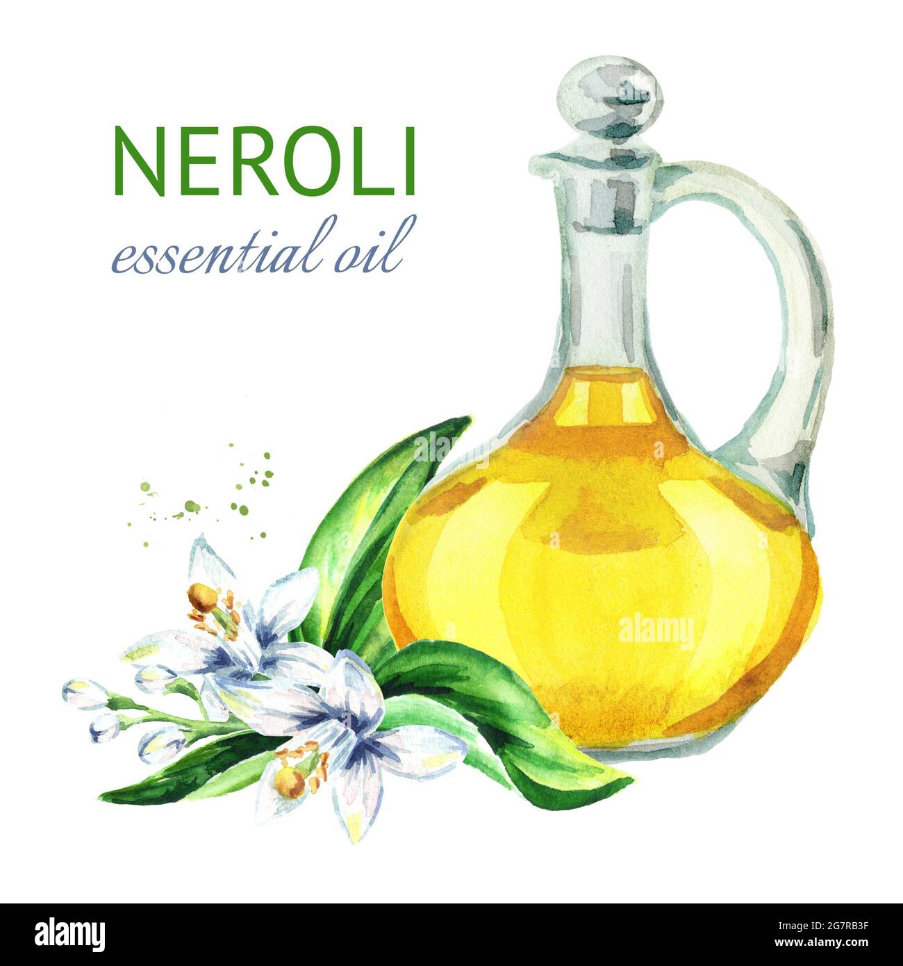 Neroli flowers and glass of esential oil . Watercolor hand drawn ...