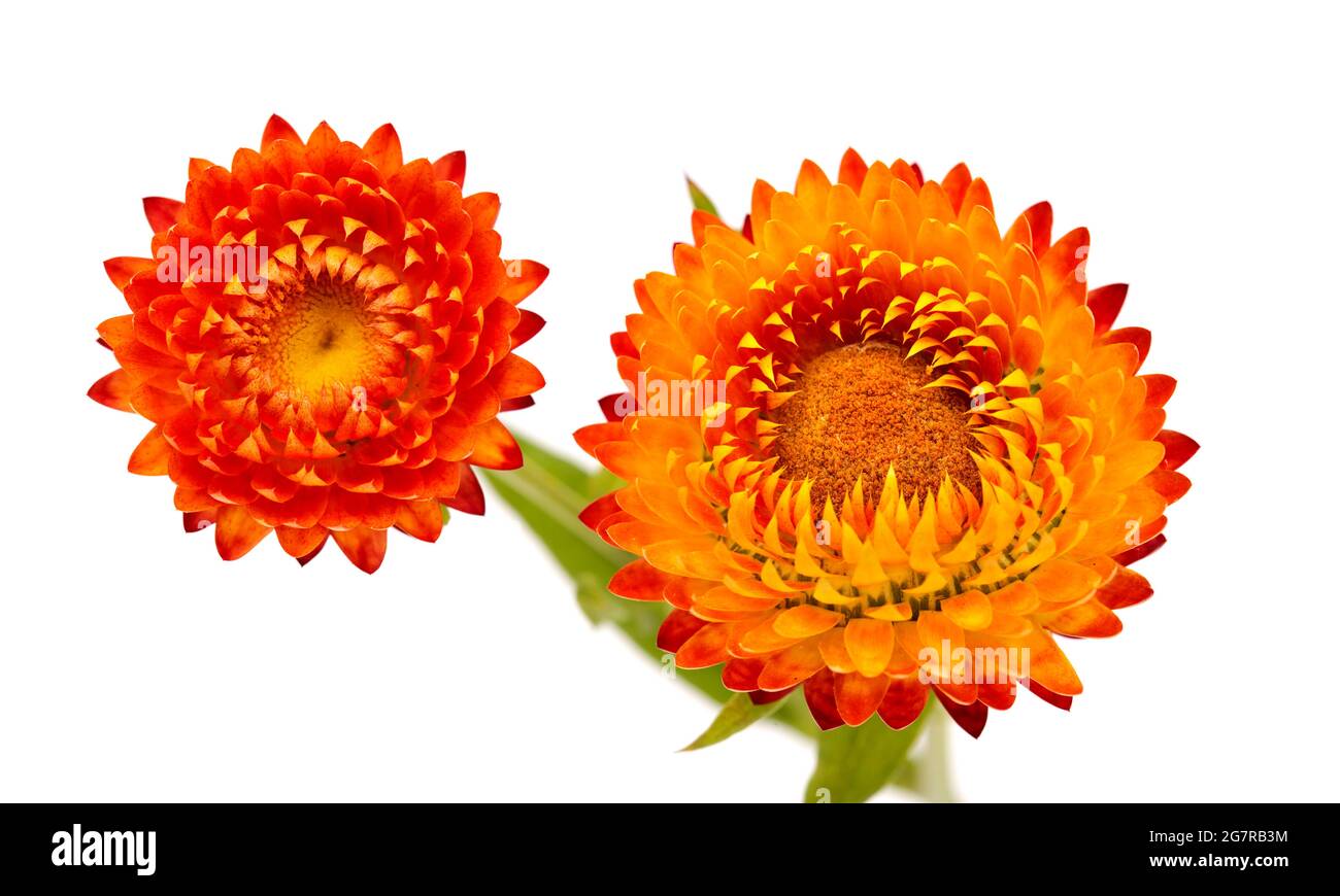 Flowers of Xerochrysum bracteatum, golden everlasting or strawflower ...