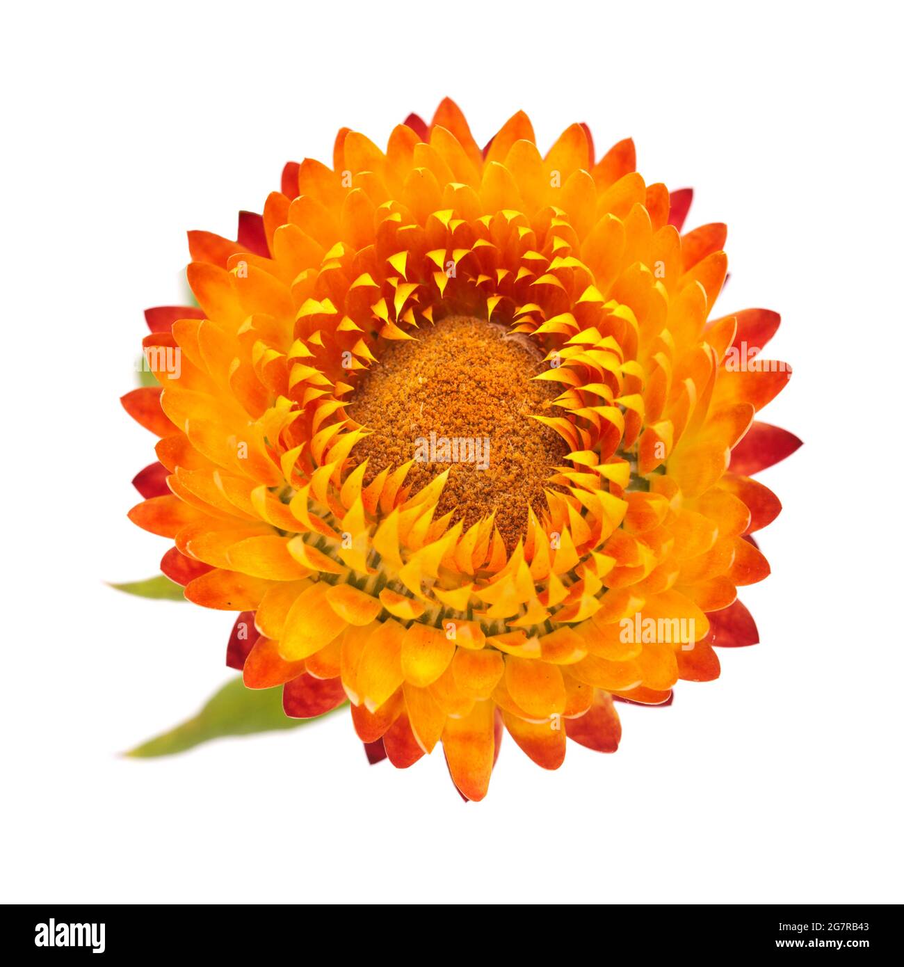 Flower strawflower bracteantha bracteata hi-res stock photography and ...