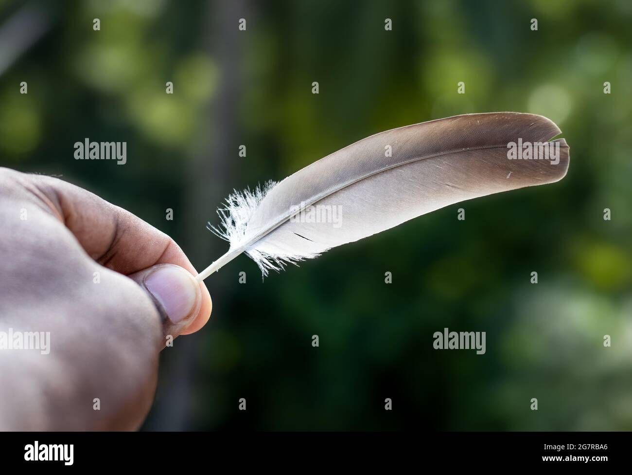 Close up hand holding feathers hi-res stock photography and images - Alamy