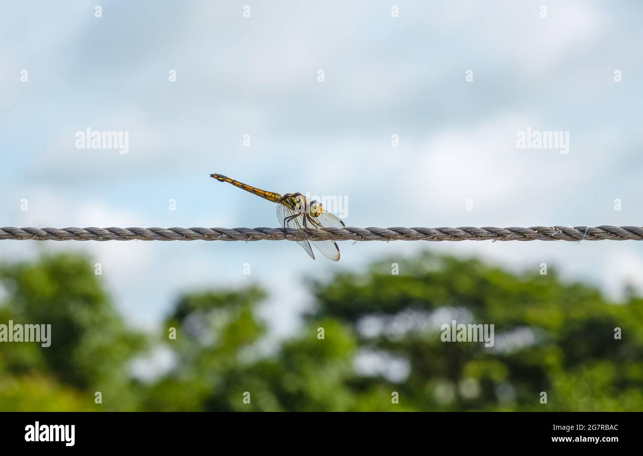 Black and yellow striped dragonfly sitting on a clothesline rope under ...