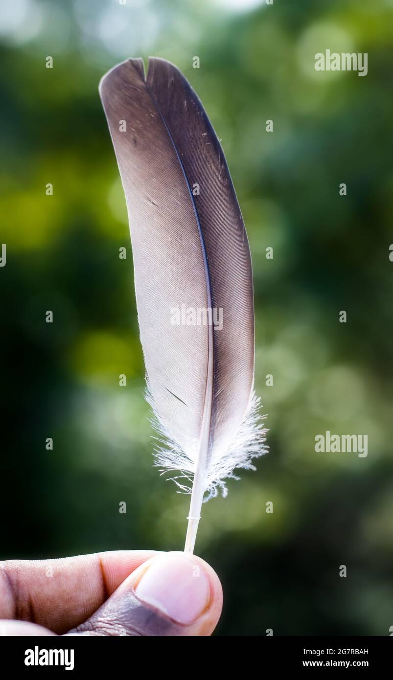 Close up hand holding feathers hi-res stock photography and images - Alamy