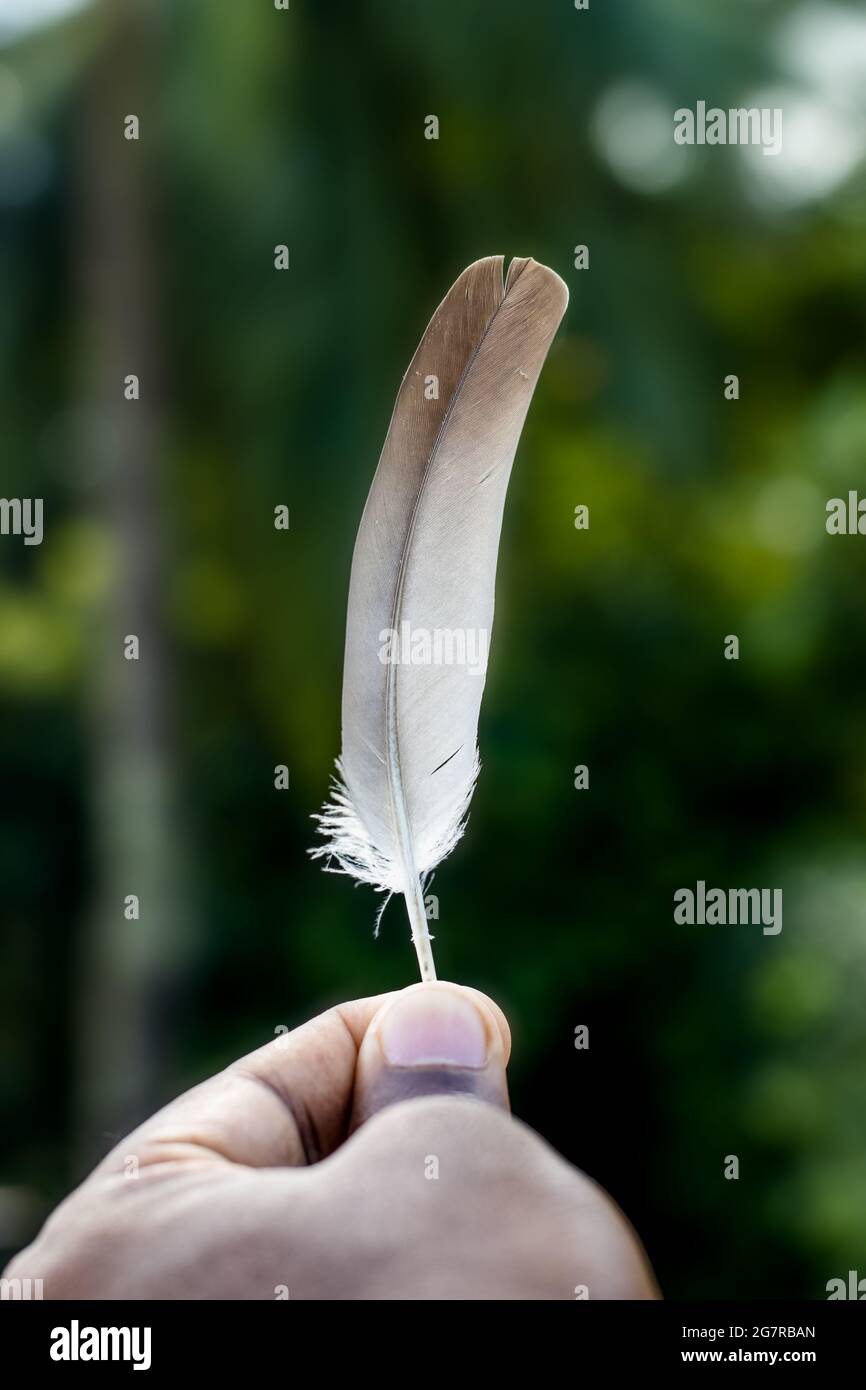 Right flip gray color feather holding with two fingers Stock Photo - Alamy