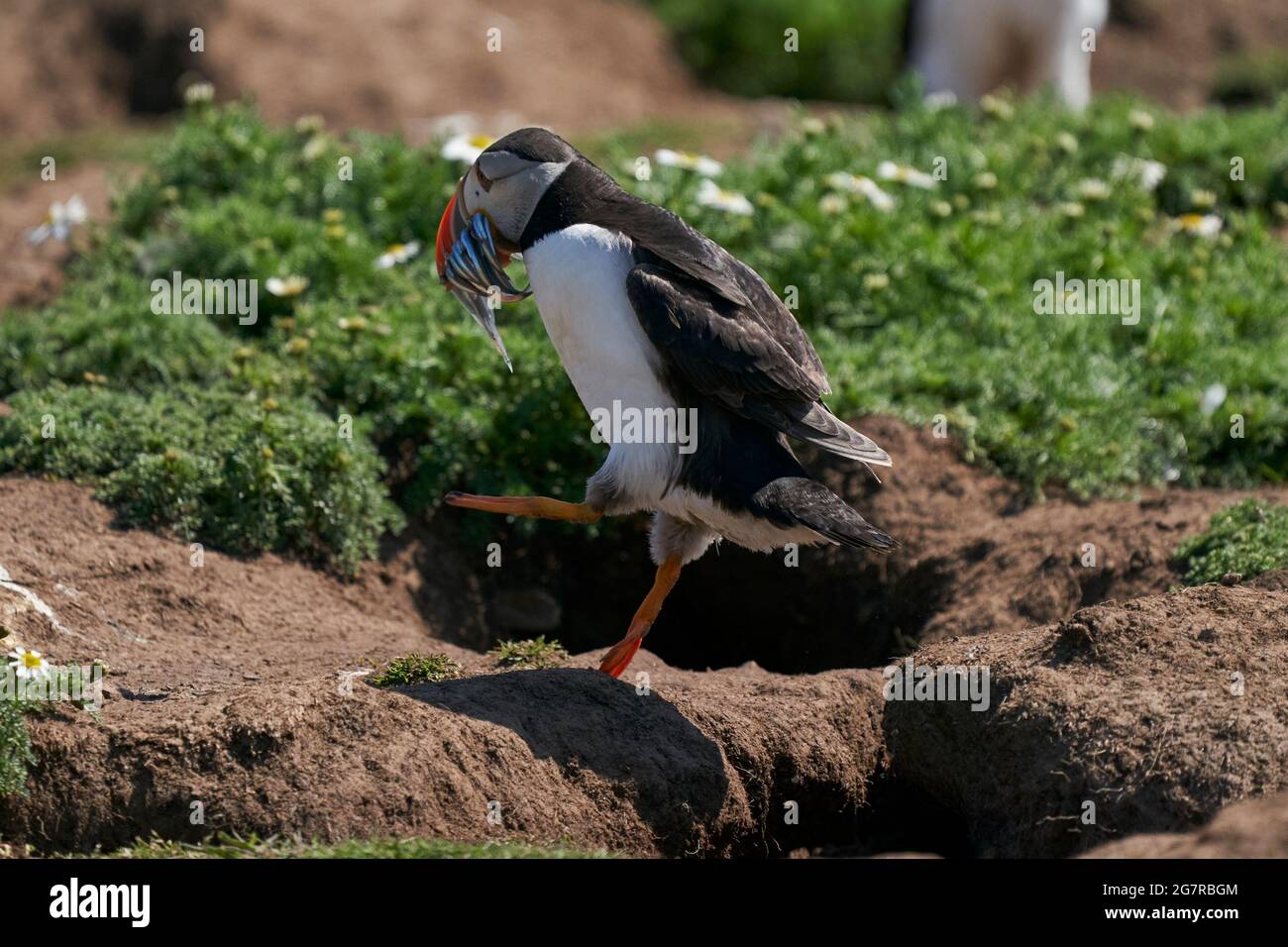 Puffin (Fratercula arctica) leaping over a burrow whilst carrying small ...