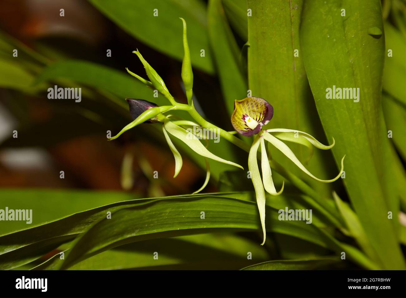 Rare white orchids hi-res stock photography and images - Alamy