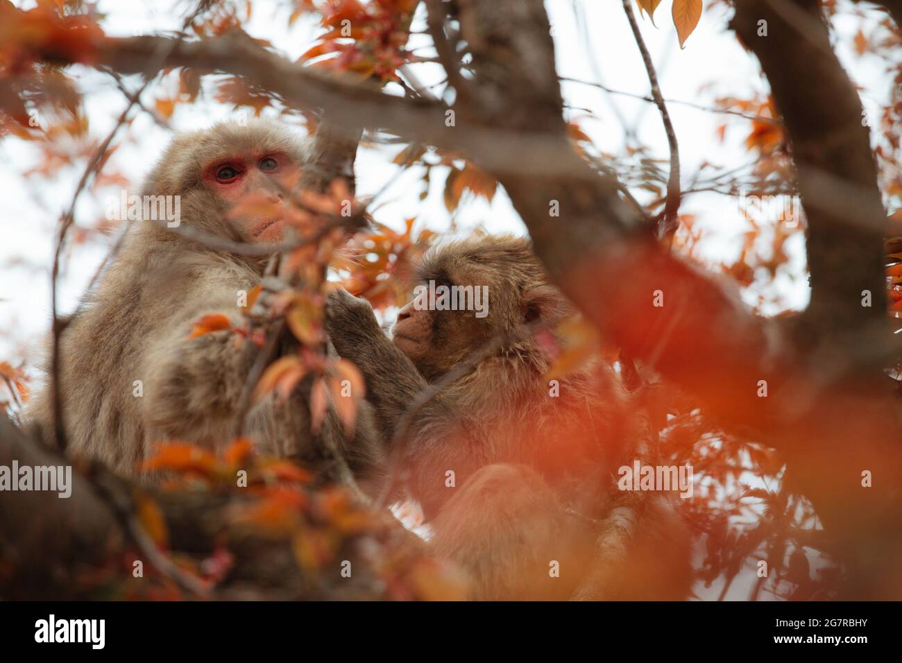 Japanese macaque monkeys hi-res stock photography and images - Alamy