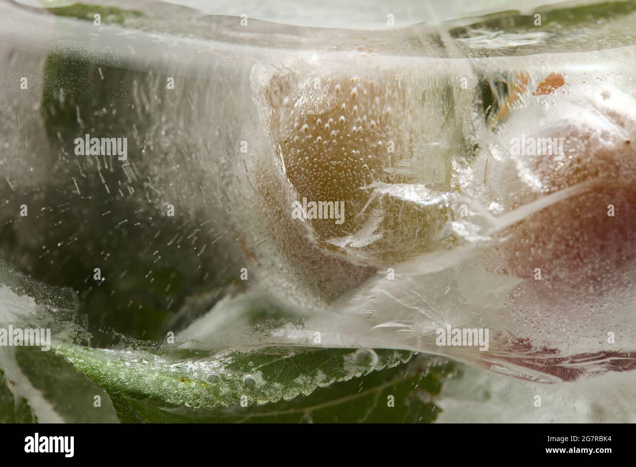 Ice texture with small round plums inside the layer of ice Stock Photo ...