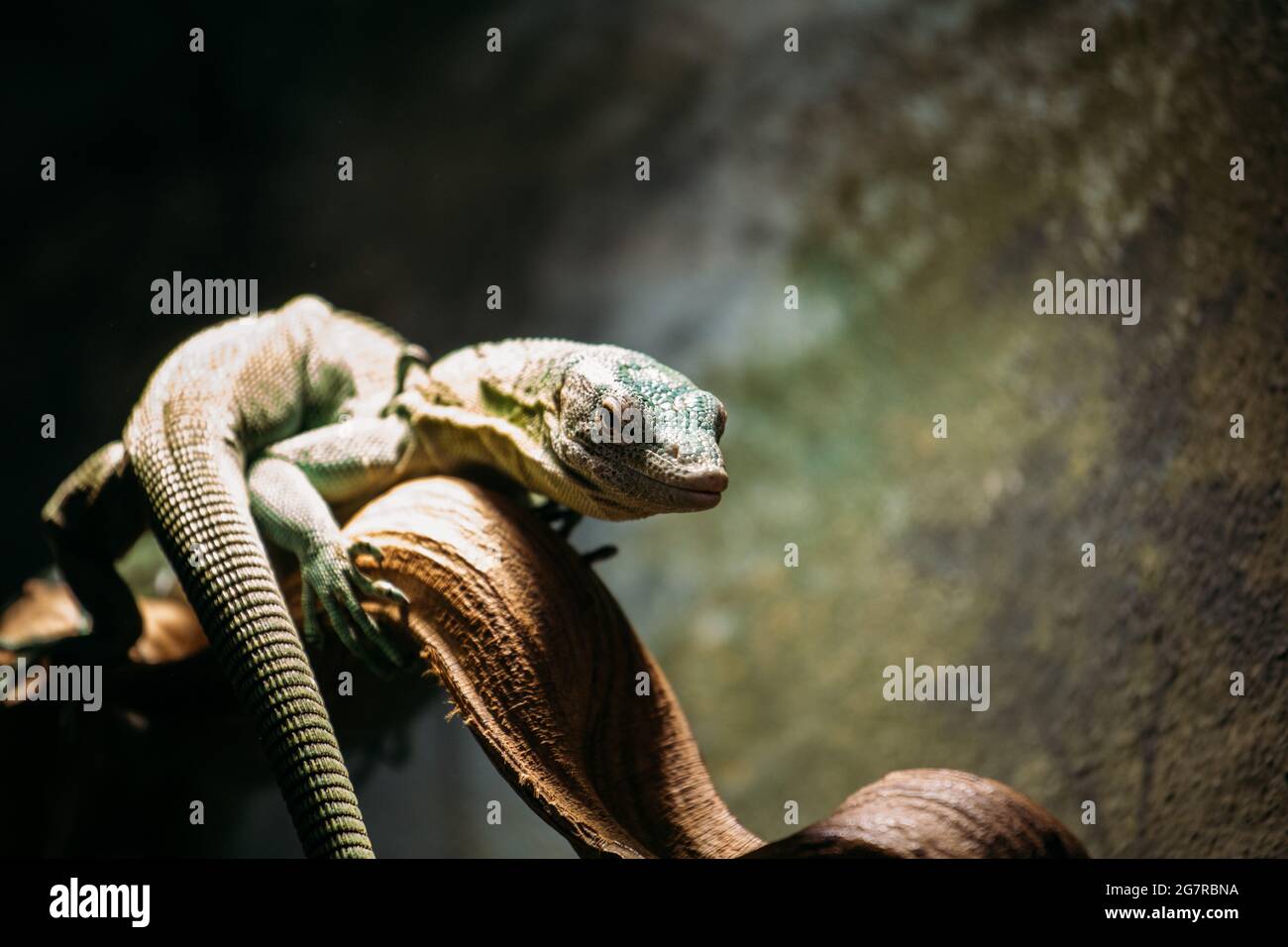 A lizard in a Zoo terrarium with dramatic lighting Stock Photo - Alamy