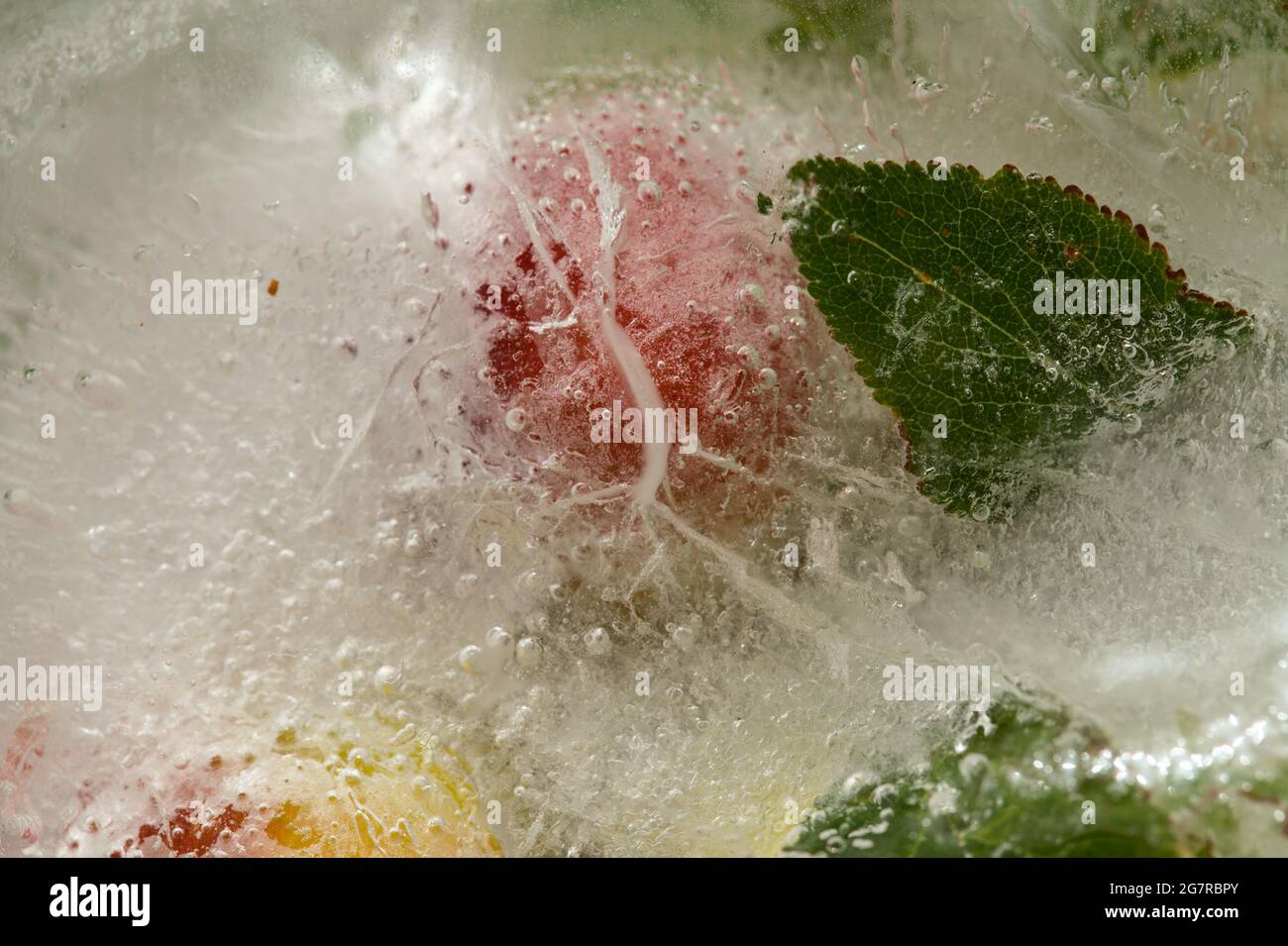 Ice texture with small round plums inside the layer of ice Stock Photo ...