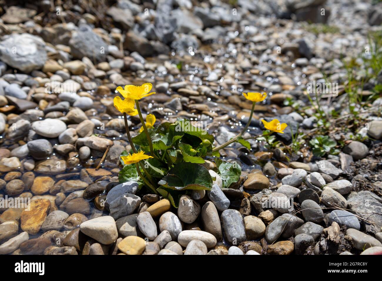 Selective focus shot of yellow marsh flowers surrounded by wet stones ...