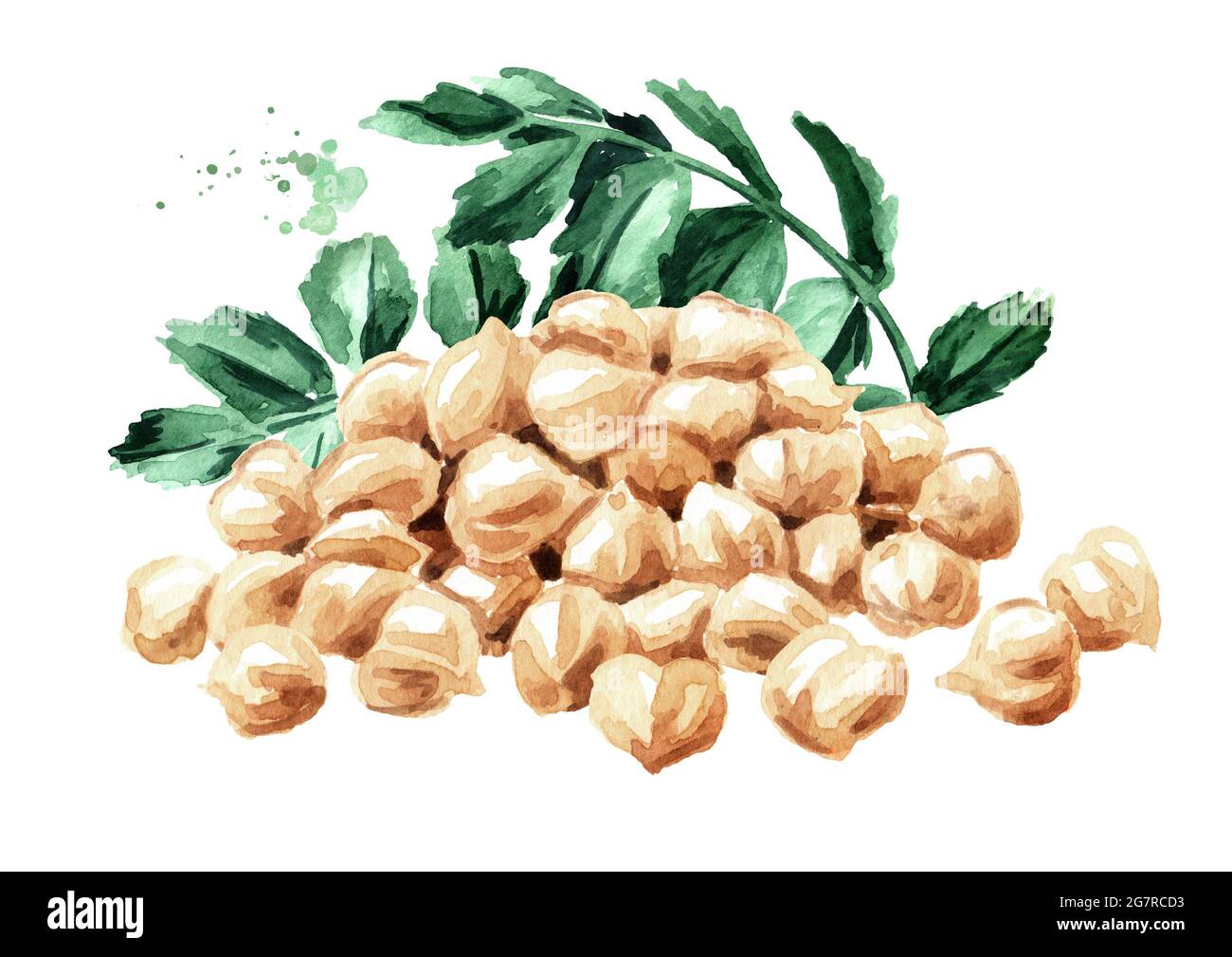 Pile of Chickpeas with leaves and peas. Hand drawn watercolor ...