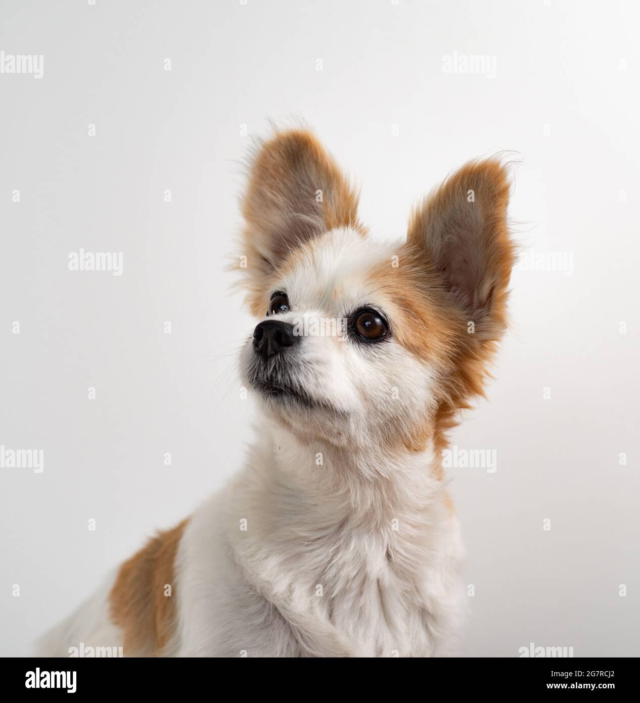 Distinguished dog hi-res stock photography and images - Alamy