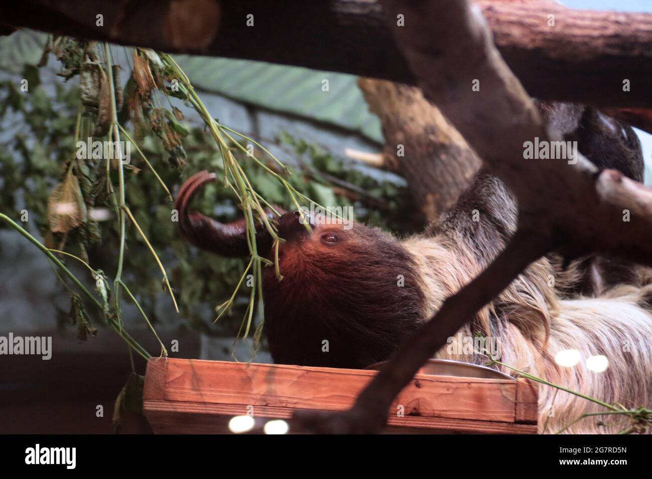 a portrait of sloth eating on the tree in the zoo Stock Photo - Alamy
