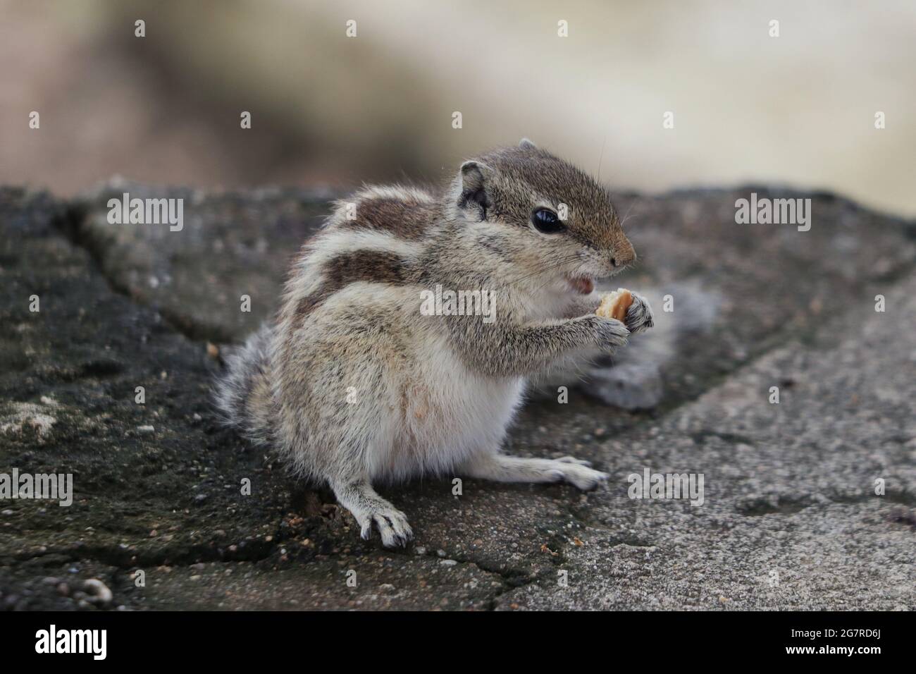 Closeup shot of a cute squirrel eating a nut Stock Photo - Alamy