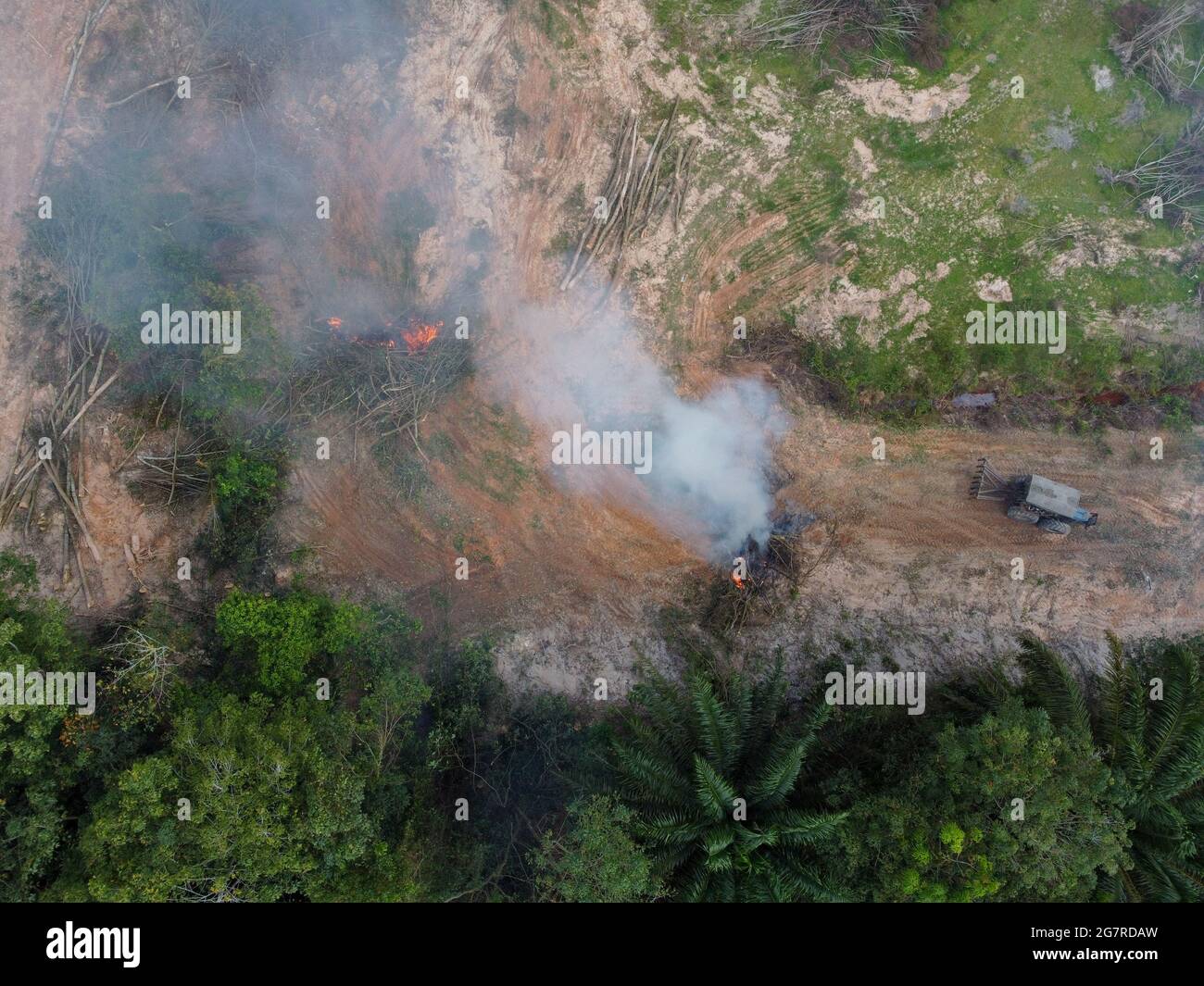 Forest set on fire with rising smoke - tree clearing for oil palm ...