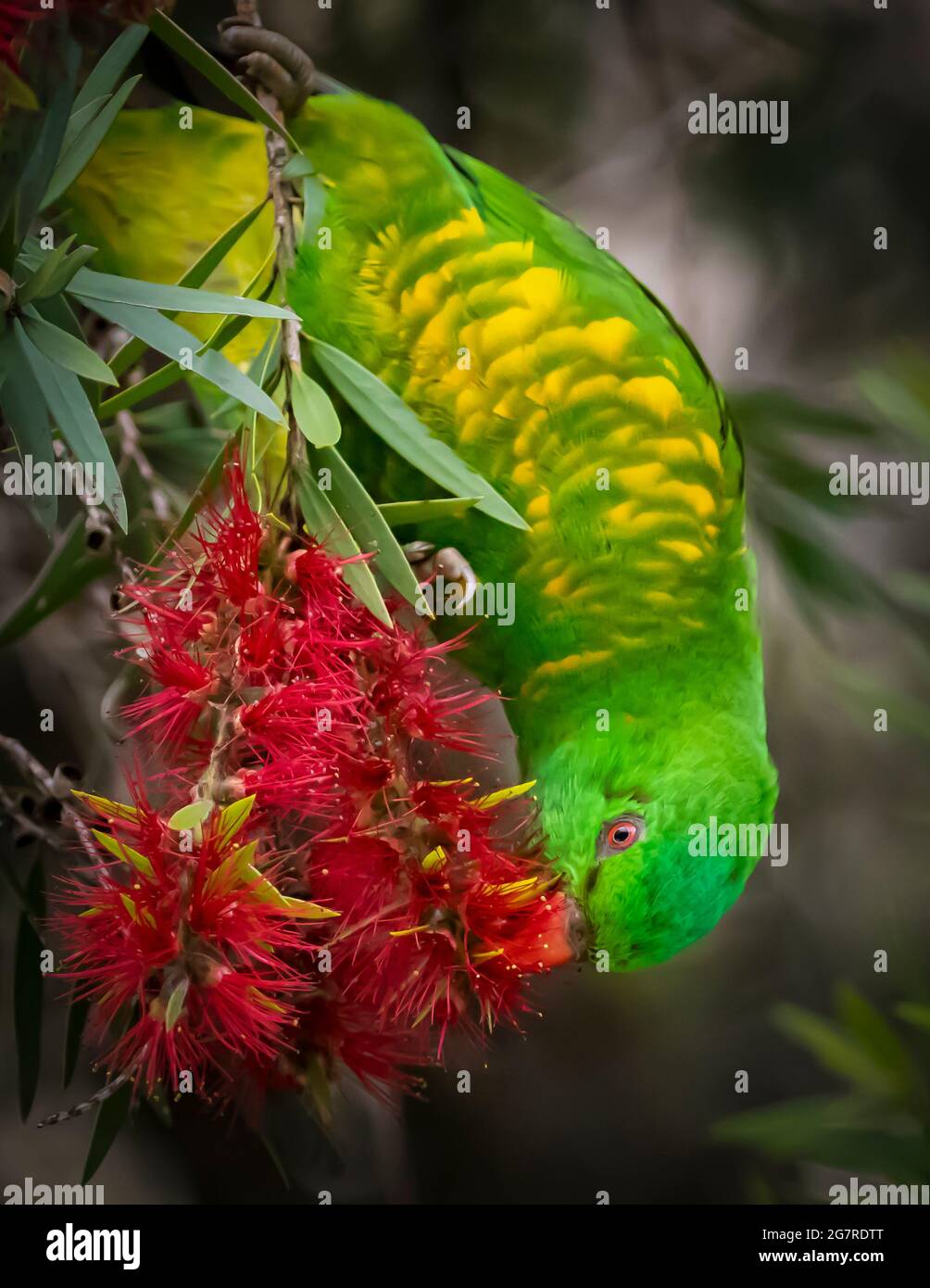 Parrot eating pollen hi-res stock photography and images - Alamy
