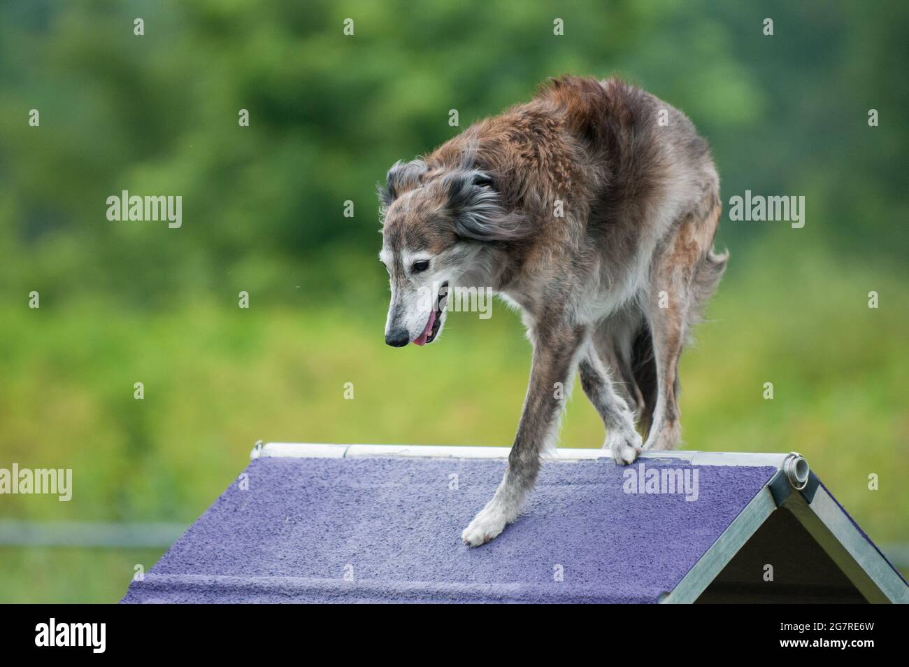 Long haired whippet hi res stock photography and images Alamy